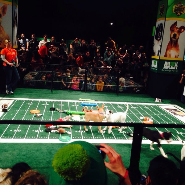 Puppy Bowl at the Geico Stadium (Now Closed) - Theater District - New ...