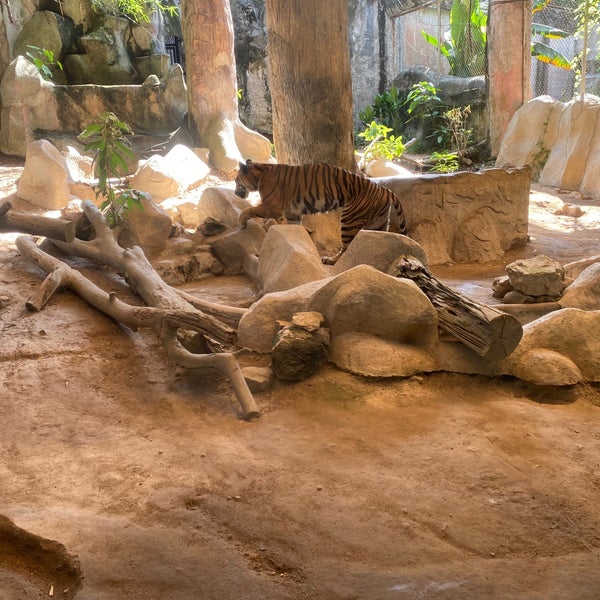 Cat Complex - Zoo Exhibit in Si Racha