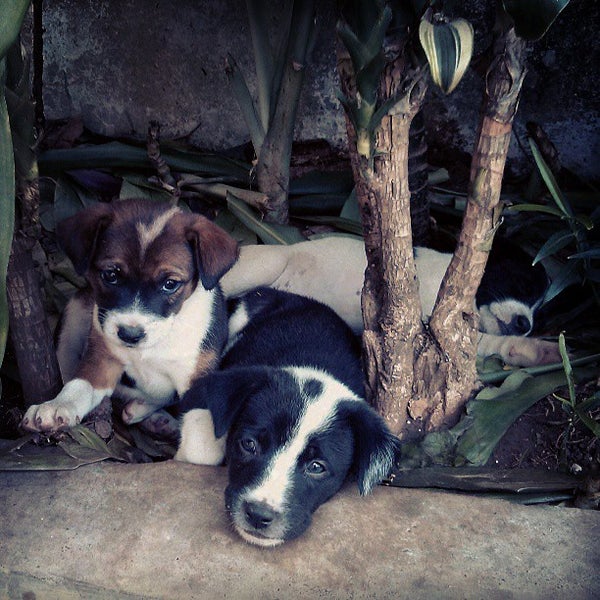 Wisma Timah Dago - Jalan Bukit Dago Utara I No.421