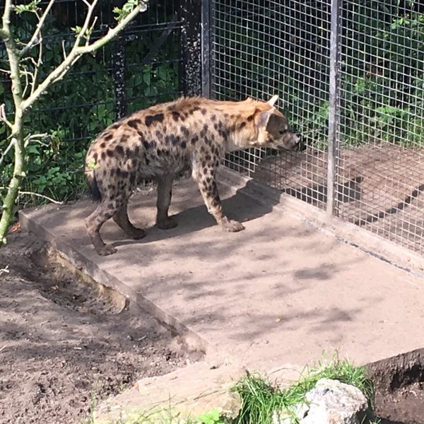Hyena's - Zoo Exhibit in Blijdorp