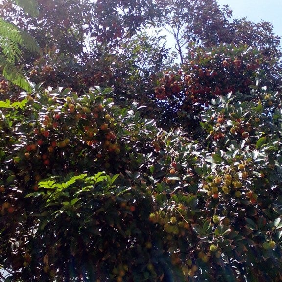 Benut - Pontian Kechil, Johor