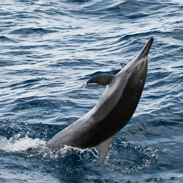 Aquaventure - PADI 5 Star Dive Center - Maradhoo