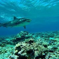 Aquaventure - PADI 5 Star Dive Center - Maradhoo