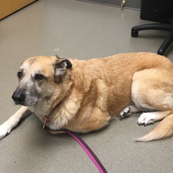 Regional Veterinary Referral Center - Springfield, VA