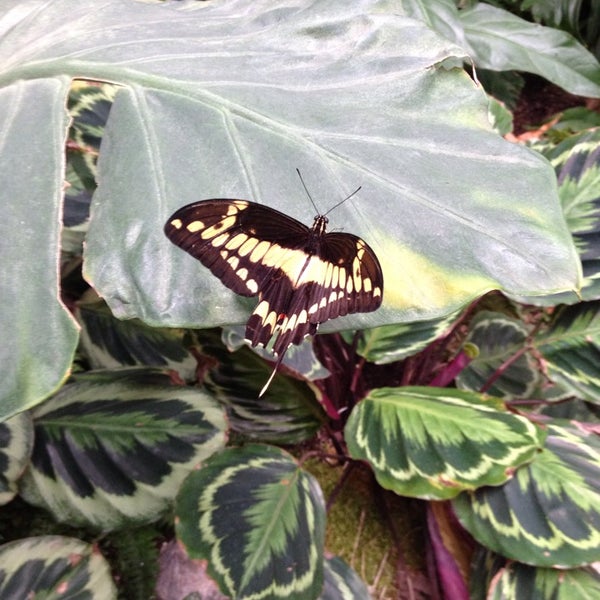 Photos at Vlindertuin - Zoo Exhibit in Antwerpen