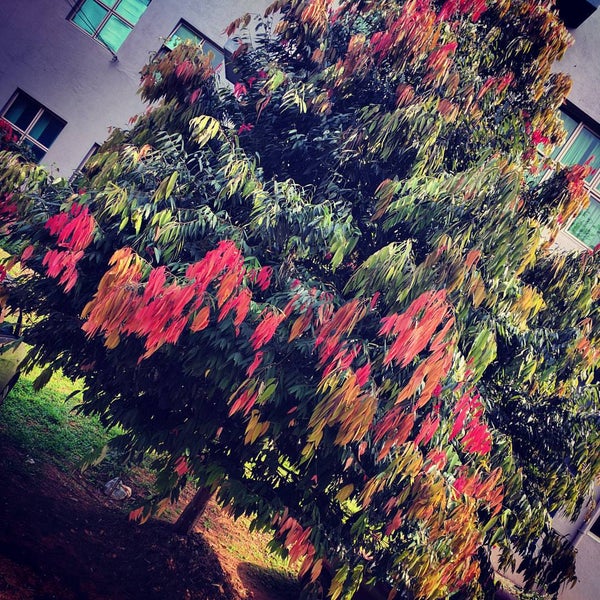 University of Moratuwa Ground - Moratuwa, Western Province