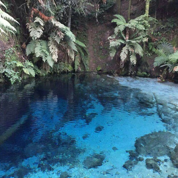 Te Waihou Walkway - Tapapa, Waikato
