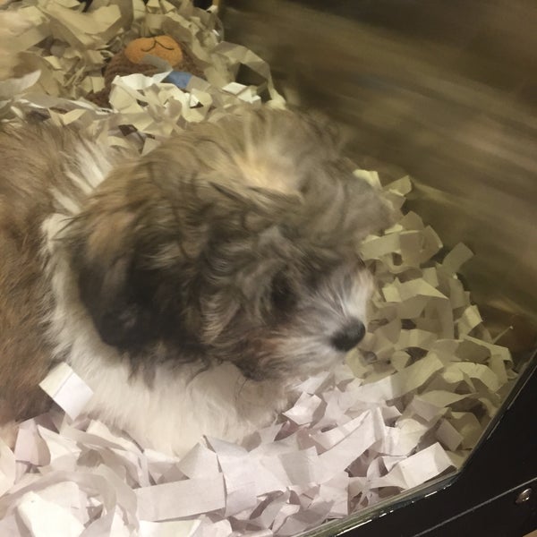 Land Of Paws - Deer Creek - Overland Park, KS