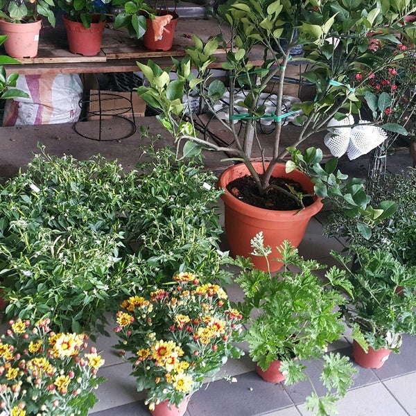 Pyrus Garden Nursery - Hobby Store in Seputih