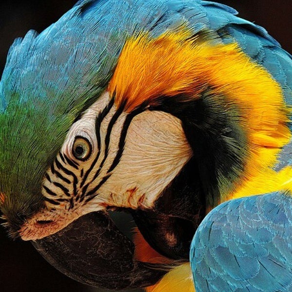 Macaw Mountain - Other Great Outdoors in Copan Ruins