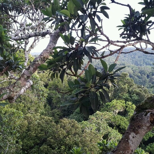 Photos at O'Reilly's Tree Top Walk - Hiking Trail