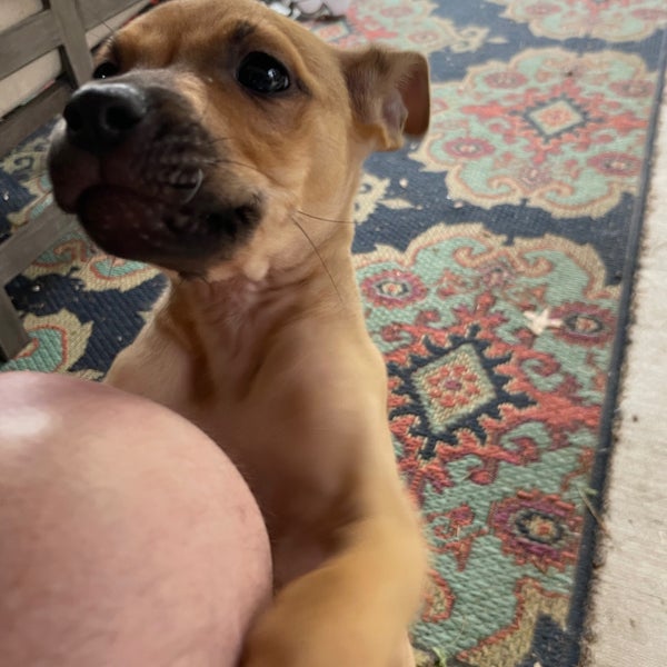 Kansas Humane Society - Animal Shelter