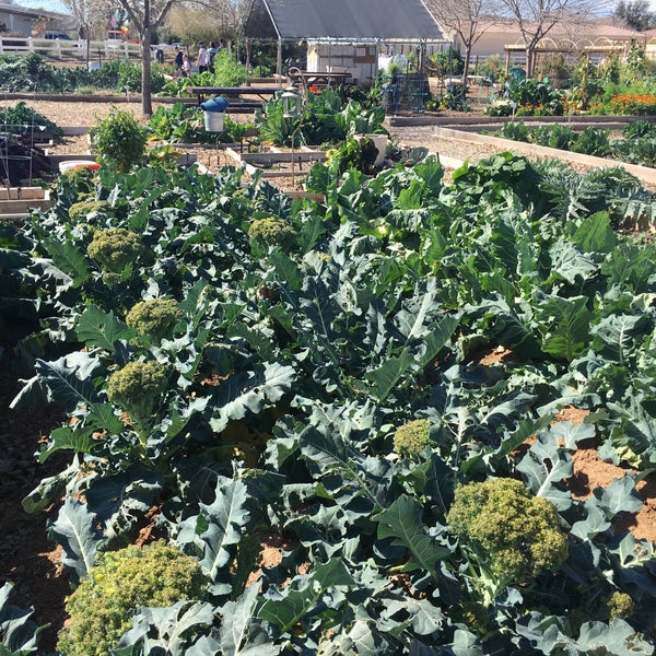 Agritopia Community Gardens - Agritopia - Gilbert, AZ