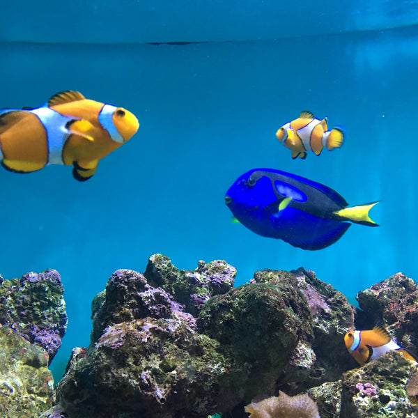 Acvariu - Str. 14 Noiembrie