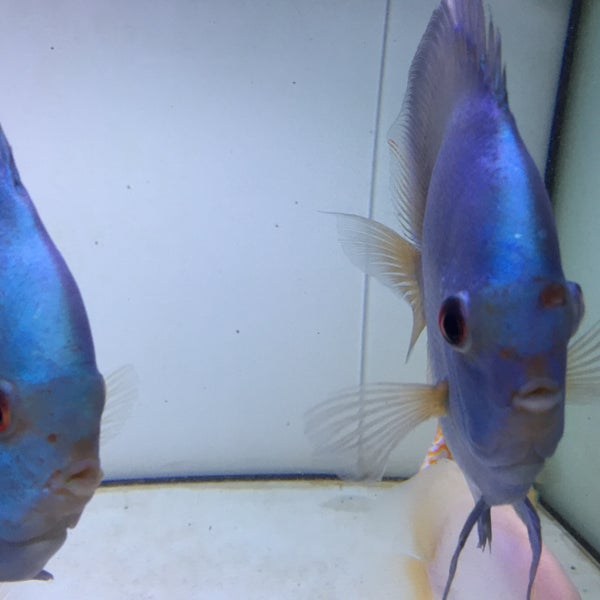 Europa Discus Center - Pet Supplies Store