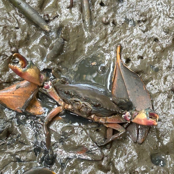 สะพานรักษ์ทะเลบางขุนเทียน (Rak Thale Bang Khun Thian Bridge) - Bang ...