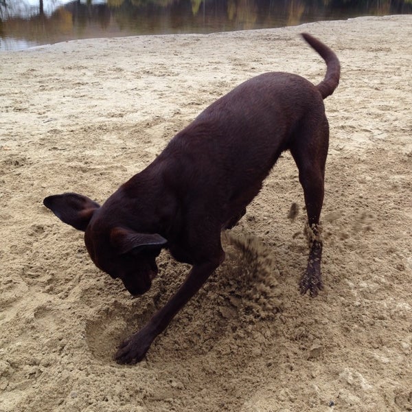 Corcoran's Pond - Lake