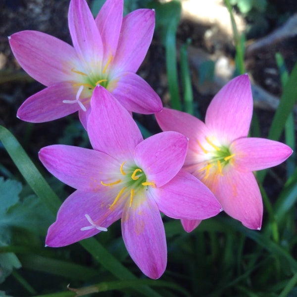 Agileum - Office in Saint Pierre 814430, Moka, Mauritius