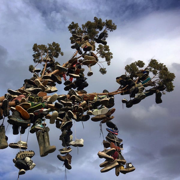 Shoe Tree - Doyle, CA