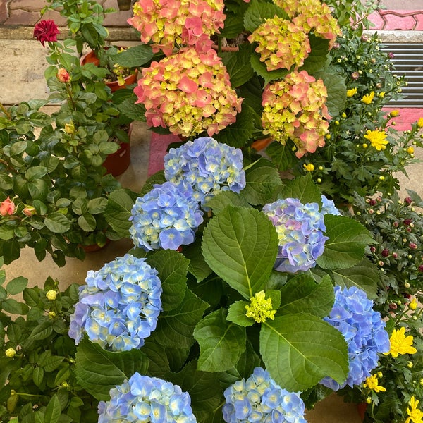 Ang Mo Kio Flower Nursery - Home Alqu