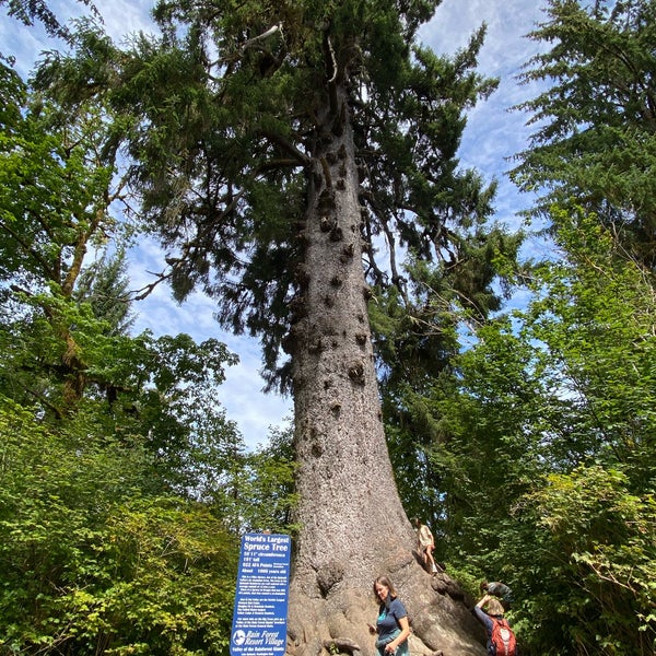 Worlds Biggest Spruce Tree - Lake Quinalt, WA