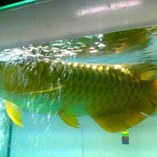 Arowana Fish Breeding