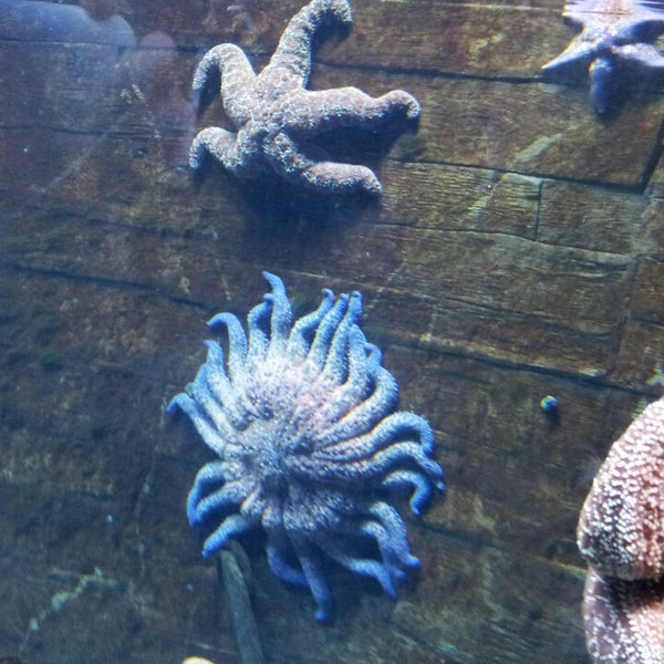 Portland Aquarium - 18 tips from 570 visitors