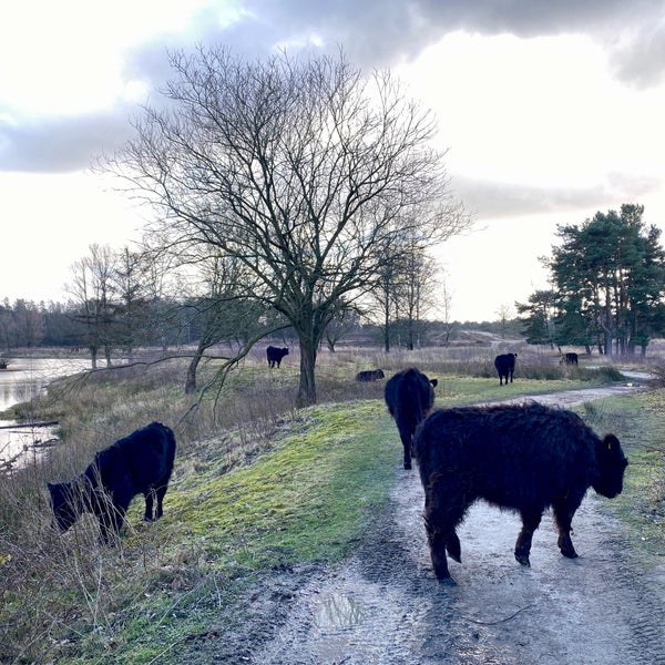 Boswachterij Dorst - 4 tips