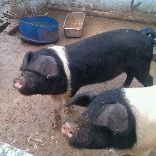 Stonebridge City Farm - Zoo