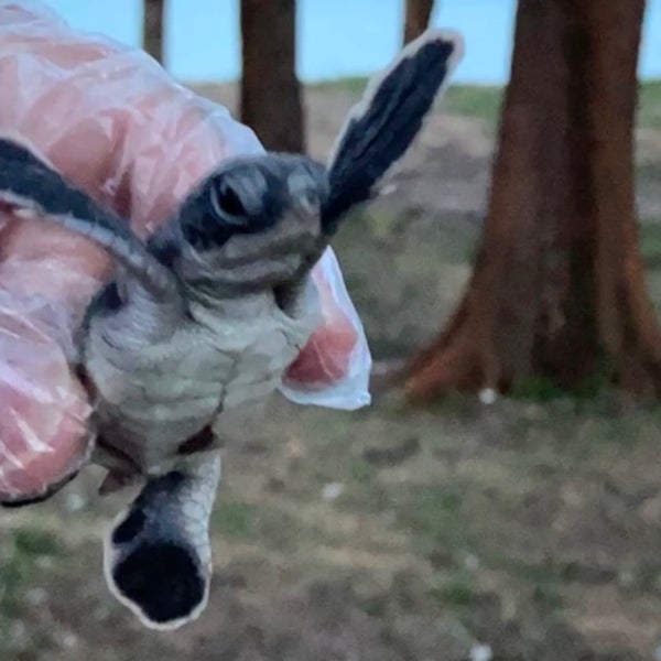 Pusat Pemuliharaan Penyu Pantai Teluk Mak Nik - Cukai, Terengganu