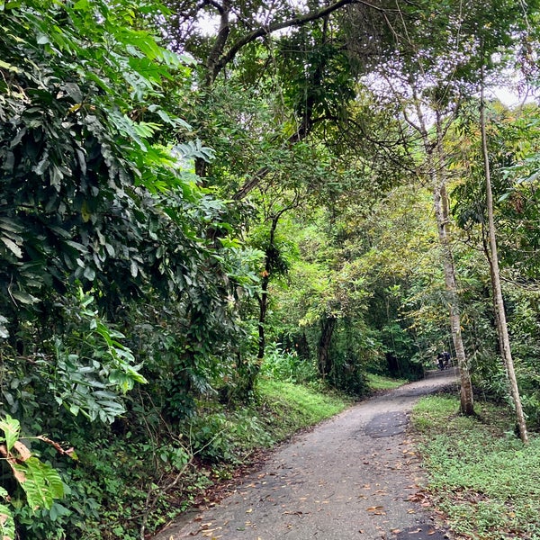 Senapang Trail | Rifle Range Nature Park - Hiking Trail in Singapore