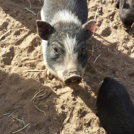 Peck's Farm Market West - Farm in Spring Green