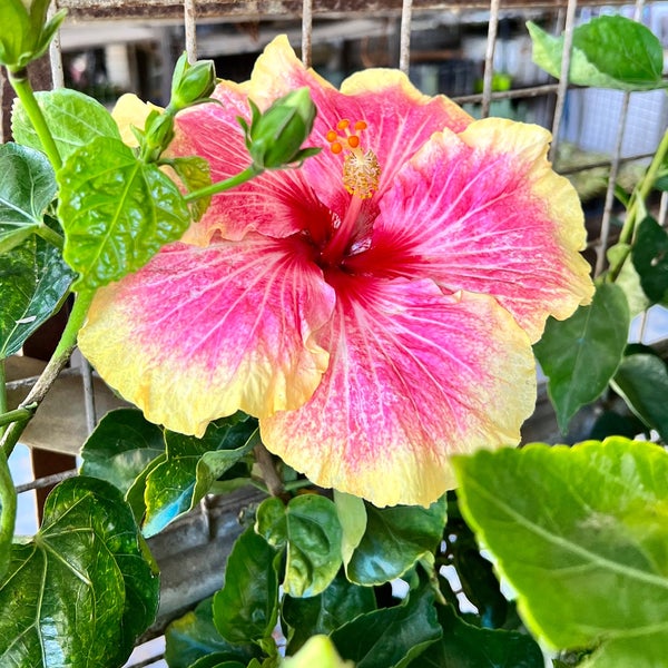 Farmers Flower Market - Socorro - 6 tips from 381 visitors