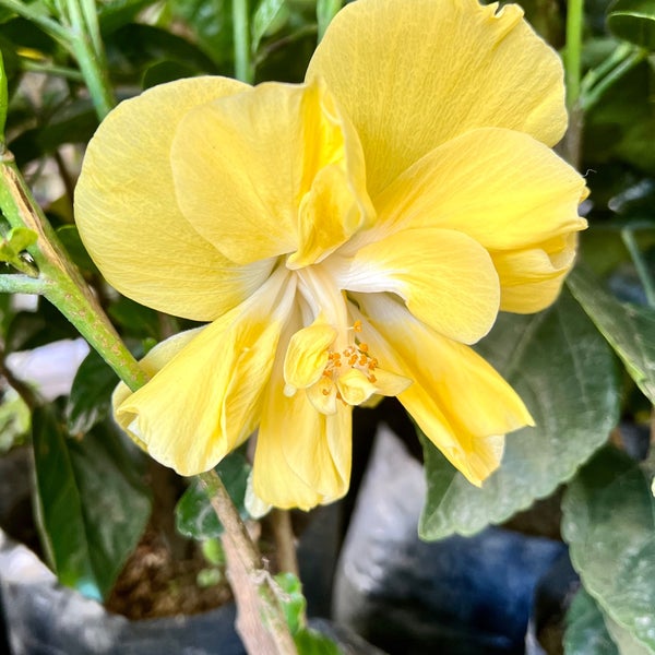 Farmers Flower Market - Socorro - 6 tips from 381 visitors