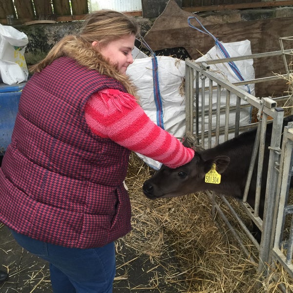 Photos at Our Cow Molly Dairy Ice Cream - Ice Cream Parlor