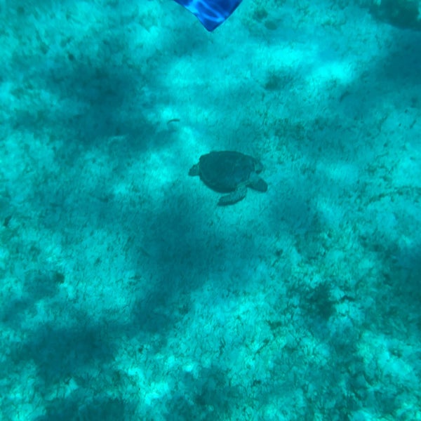 Turtle Cove - Dive Spot