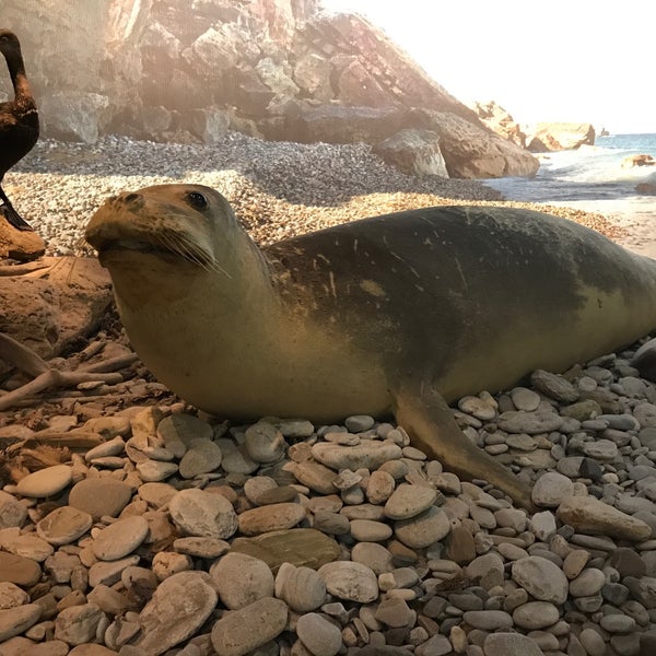 Μουσείο Φυσικής Ιστορίας Κρήτης (Natural History Museum of Crete ...