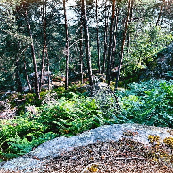 Fontainebleau - 4 tips from 1049 visitors