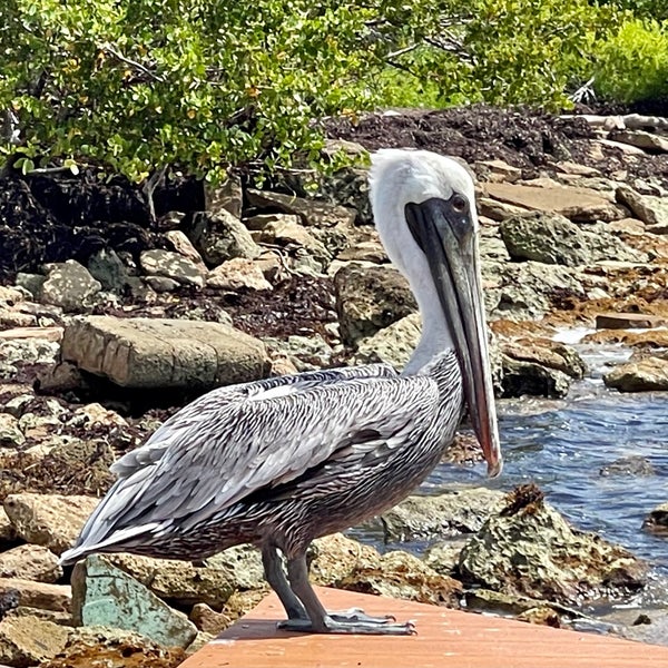 Pigeon Key Visitor Center - Historic and Protected Site in Marathon