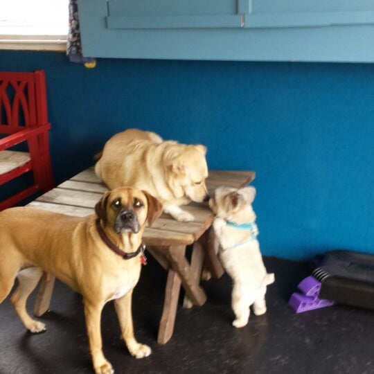 Hot Dog Walking - Minneapolis, MN