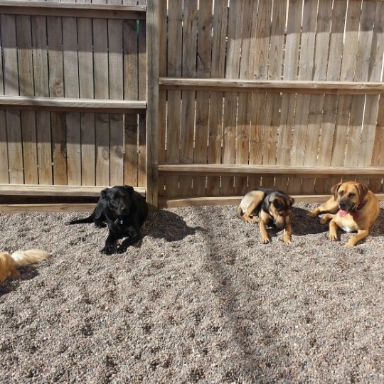 Hot Dog Walking - Minneapolis, MN