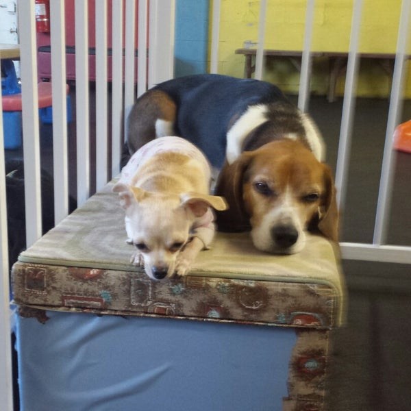 Hot Dog Walking - Minneapolis, MN