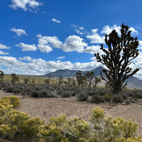 Joshua Tree Forest - Park in Meadview