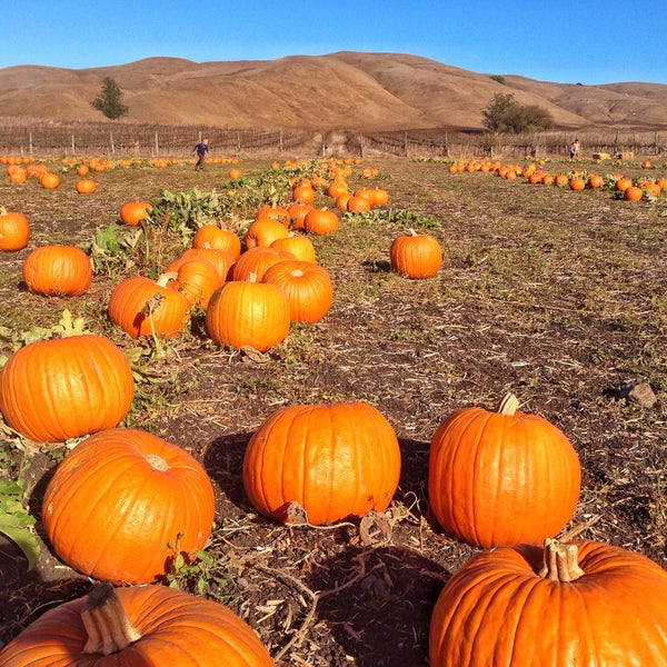 Tolay Lake Regional Park - Park in Petaluma