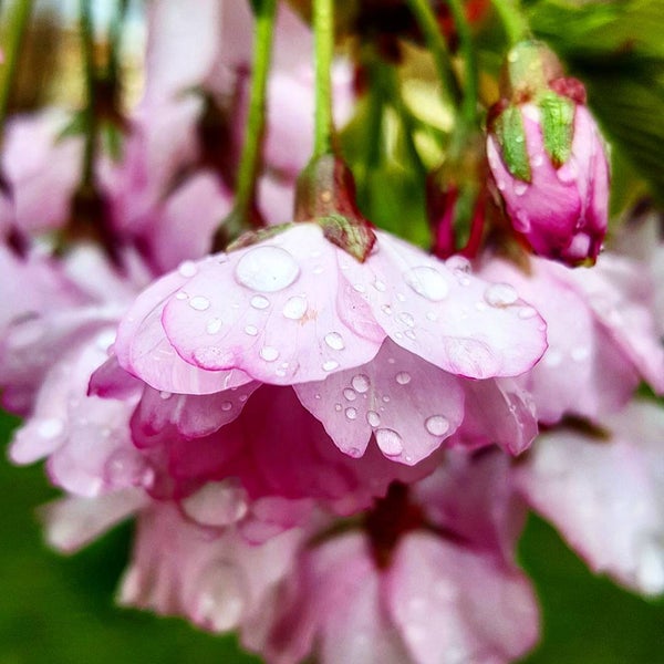 Meath Gardens - Park in Mile End and Globe Town