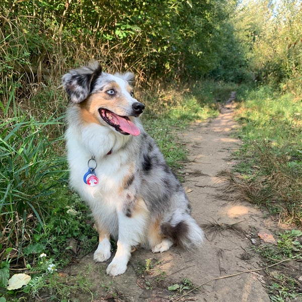 Thousand Acres Dog Park - 5 tips