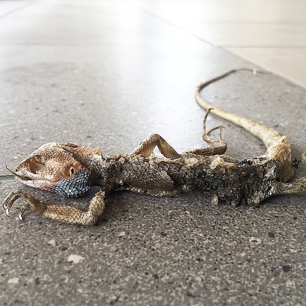 Renjong LRT Station (SW8) - Sengkang - 581 visitors