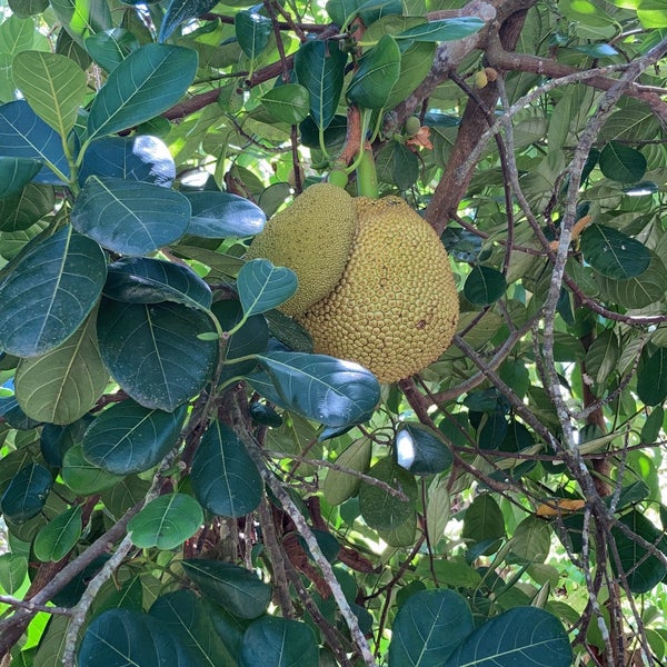 Fruit & Spice Park - Park in Homestead