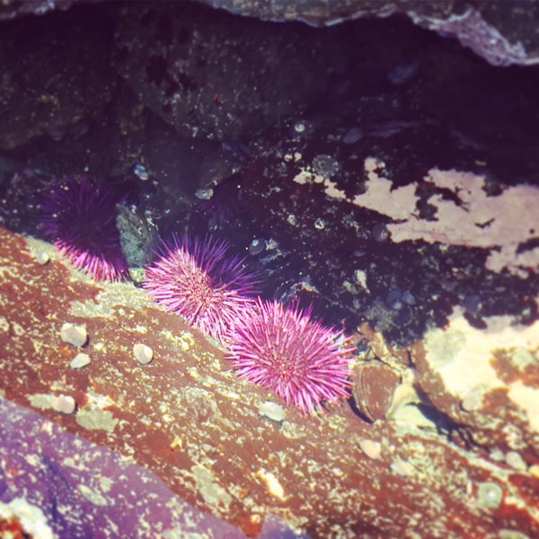Westport Tide Pools - Fort Bragg, CA