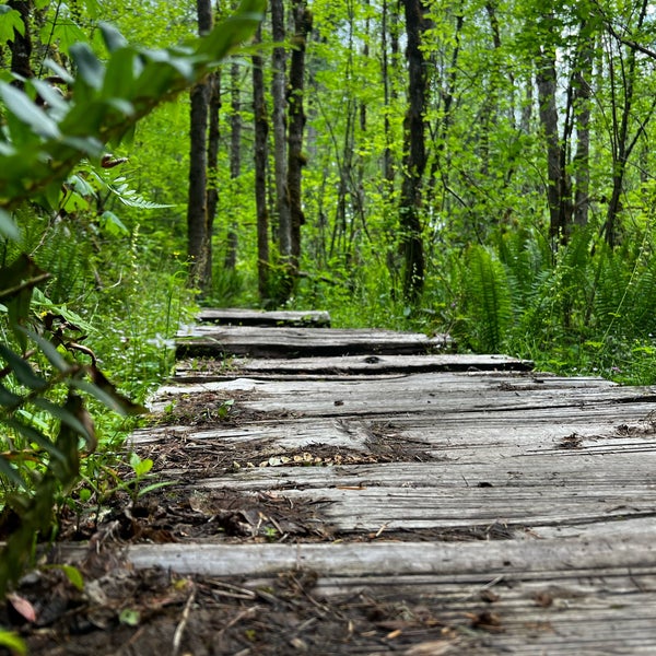 Pack Forest - Forest in Eatonville